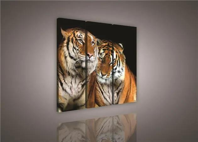 Obraz na plátně tygři 90 x 80 cm