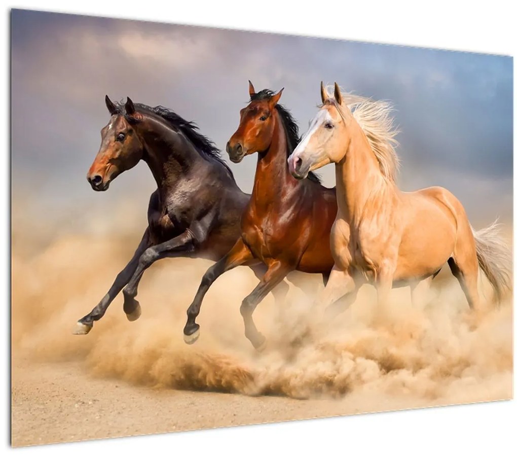 Obraz - Divocí koně (100x70 cm), 40 dalších rozměrů