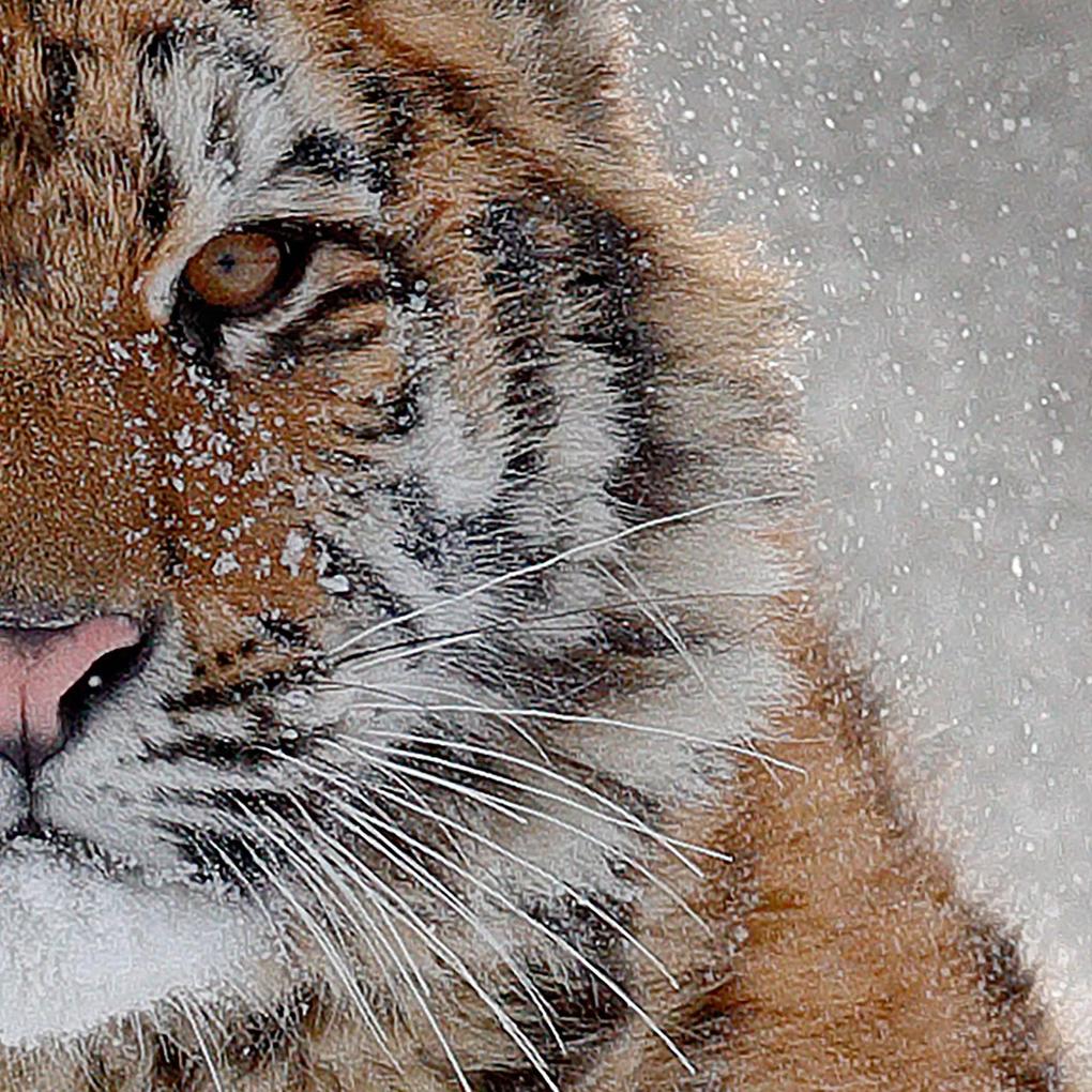 Malvis Tapeta Sněžný tygr Vel. (šířka x výška): 432 x 290 cm