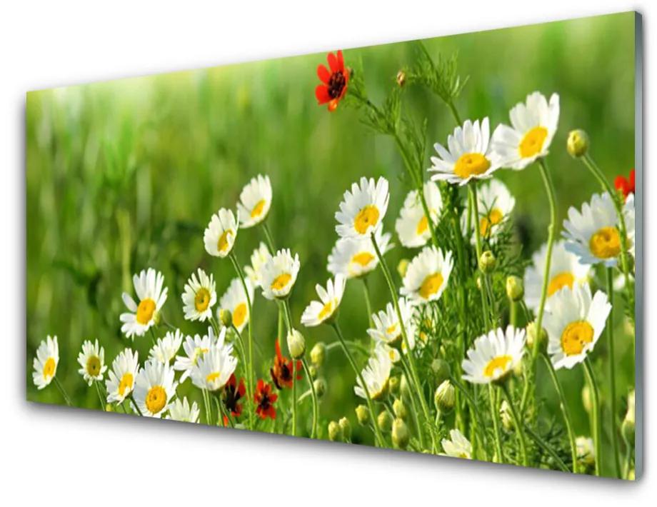 akrylový obraz Sedmikráska Rostlina Příroda 140x70 cm