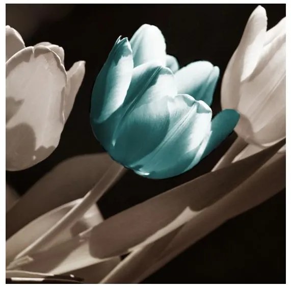 Obraz modrého květu tulipánu (30x30 cm), 40 dalších rozměrů