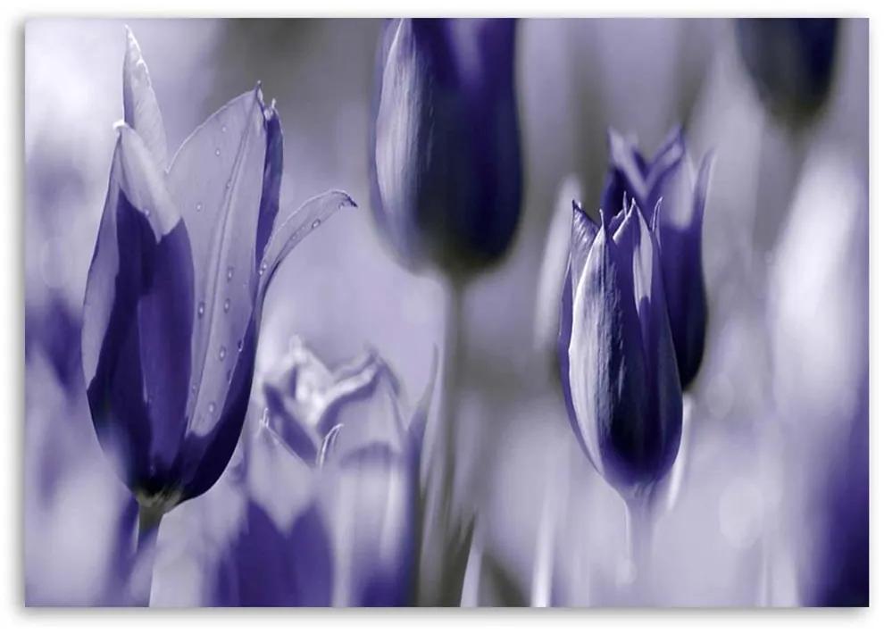 Obraz na plátně Tulipány Květiny Fialová - 90x60 cm