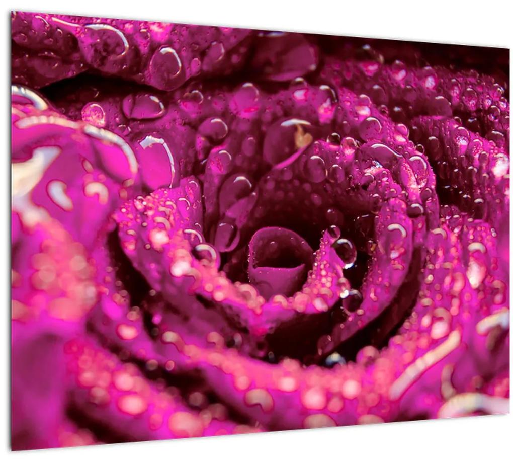Skleněný obraz růžového květu růže (70x50 cm)