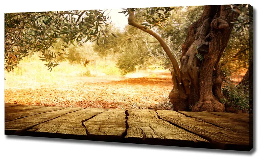 Wallmuralia Foto obraz na plátně Olivový strom 120x60 cm