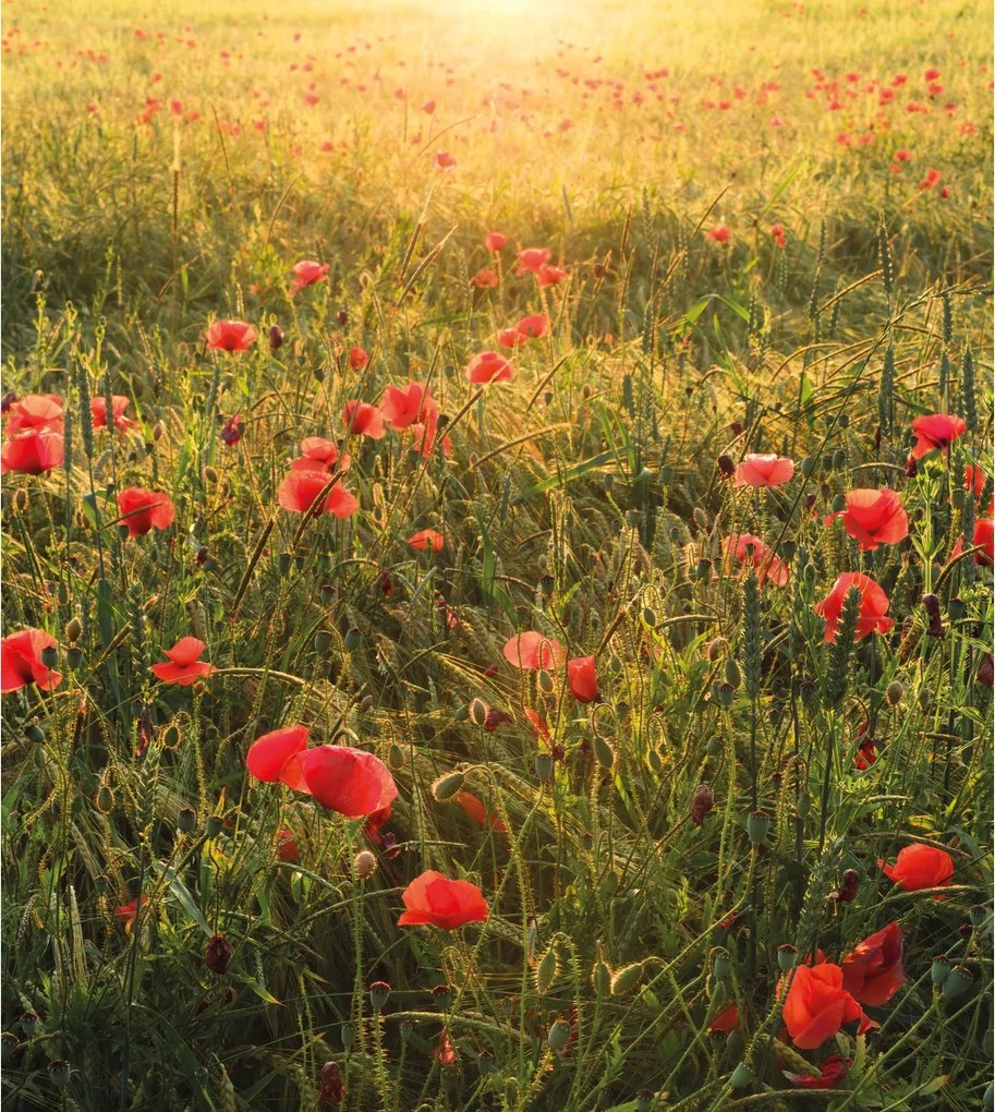 Komar Vliesová fototapeta Poppy World 250 x 280 cm