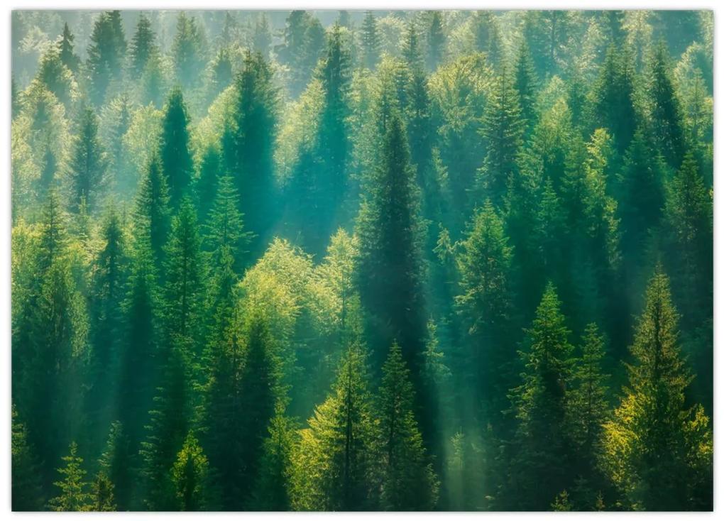 Skleněný obraz - Borovicový les (70x50 cm)