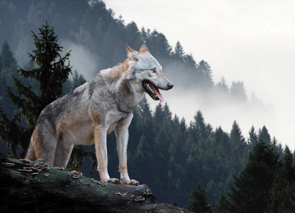 Malvis ® Tapeta Vlk v lese Vel. (šířka x výška): 432 x 290 cm