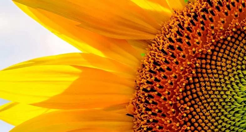 Malvis ® Obraz zářivá slunečnice Velikost: 120x90 cm