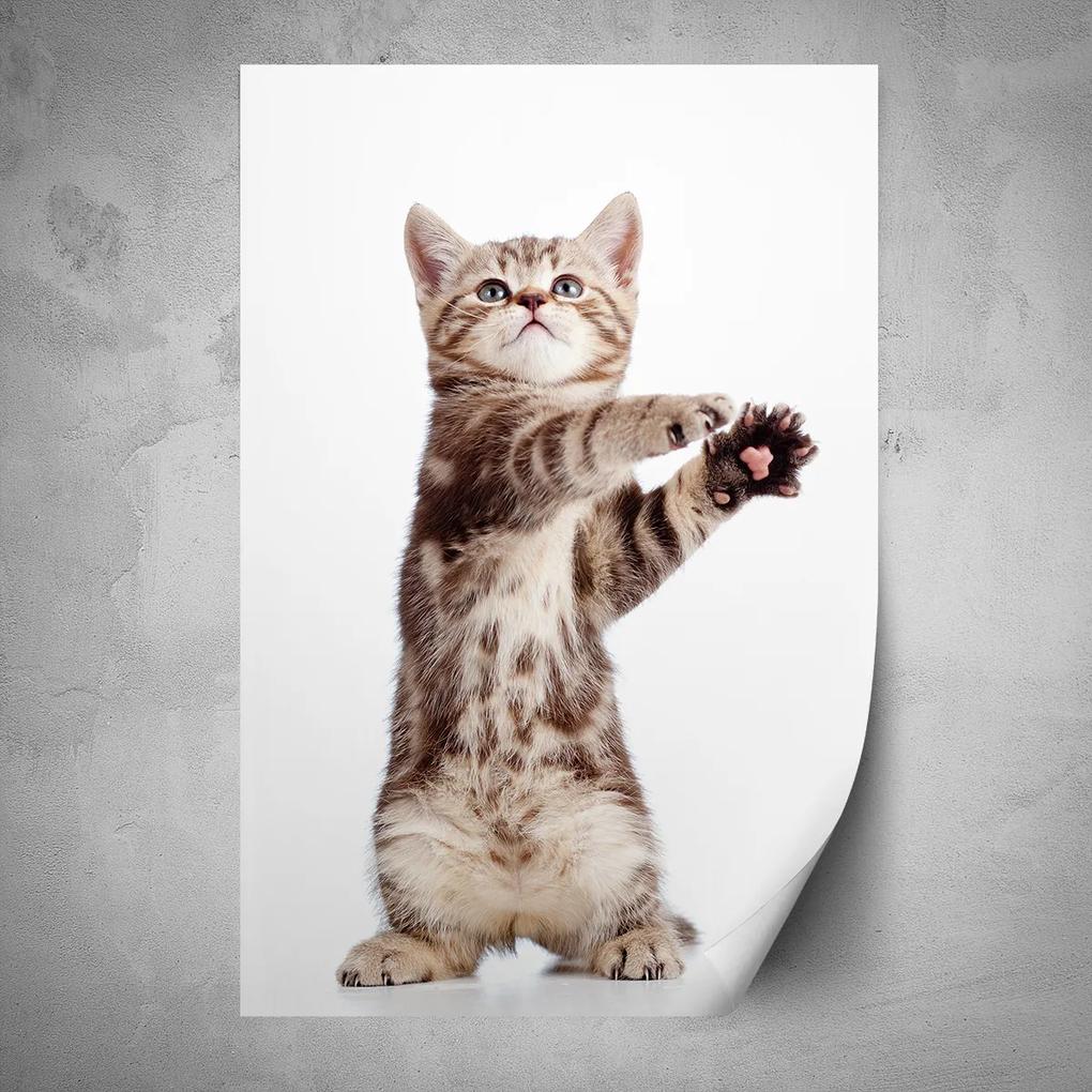 Plakát - Stojící kotě (80x120 cm) - PopyDesign