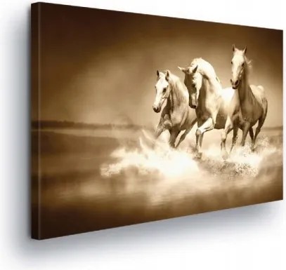 Obraz 100x75 Koně běh pohyb voda stříkající rychlost síla svoboda dynamika