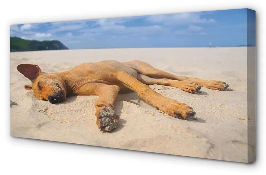 Obrazy na plátně Ležící pes pláž 100x50cm