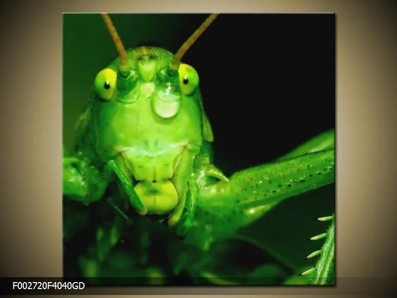 Obraz zelené kobylky  (), 40 dalších rozměrů