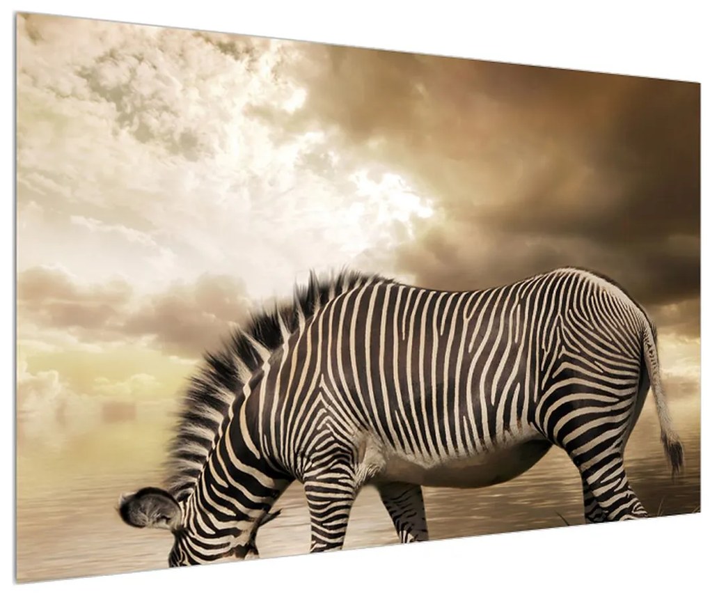 Obraz zebry (120x80 cm)