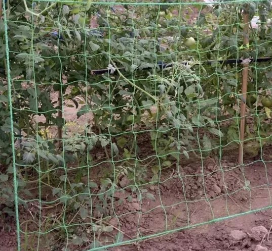 Gardlov Podpůrná síť na pěstování rostlin 2x10m - zelená