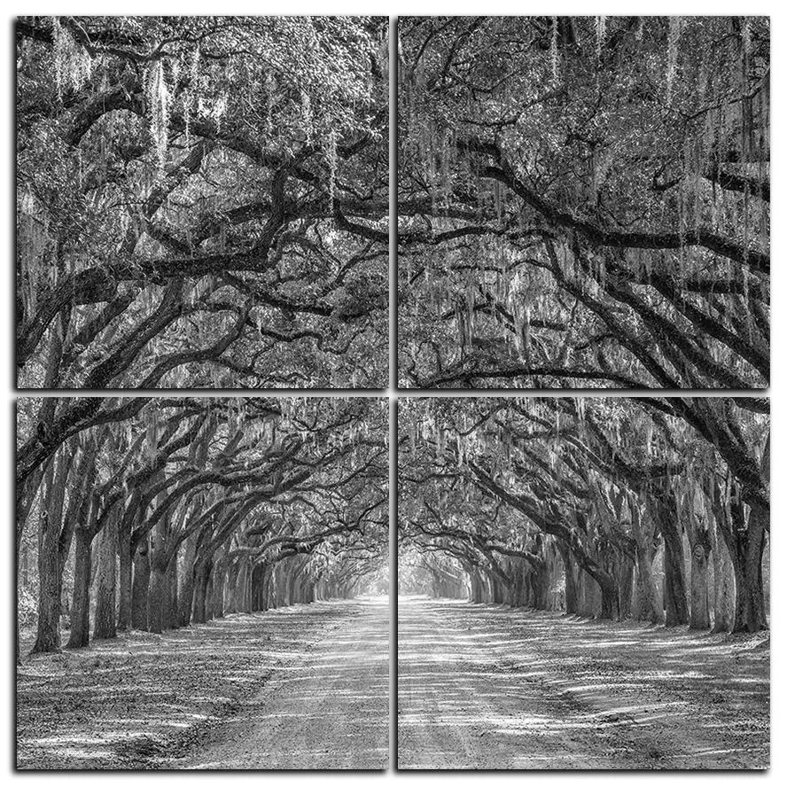 Obraz na plátně - Historické dubové stromy lemované polní cestou - čtverec 3239QE (100x100 cm)