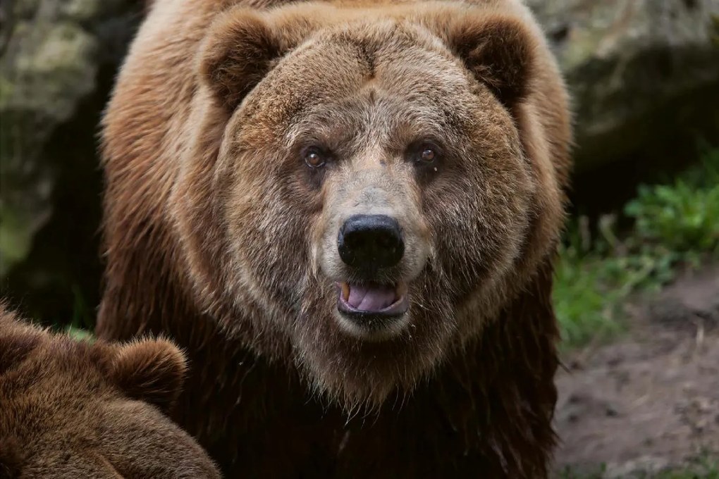 DIMEX | Samolepicí vliesová fototapeta na zeď Medvěd grizzly MA-5-0430 | 375 x 250 cm | zelená, černá, hnědá