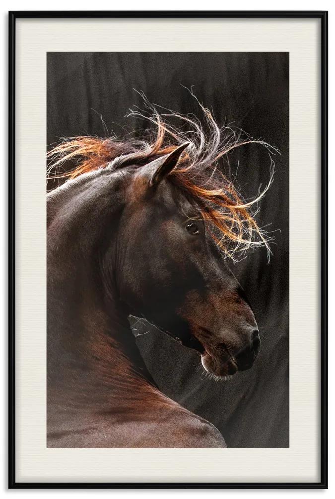 Plakát Ohnivý vítr - portrét pyšného koně s hnědou srstí na černém pozadí