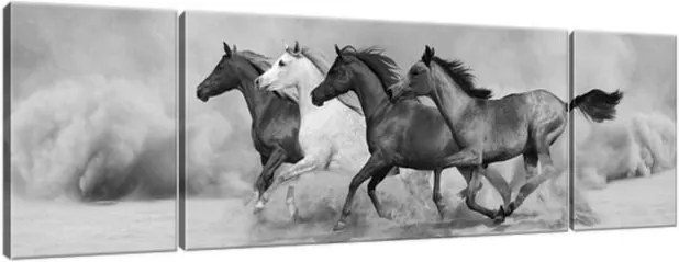 Tištěný obraz Nádherné stádo koní 170x50cm 2065A_3G