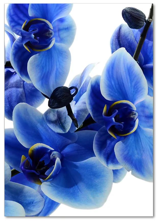 Wallmuralia Fotoobraz na skle Modrá orchidej 70x100 cm