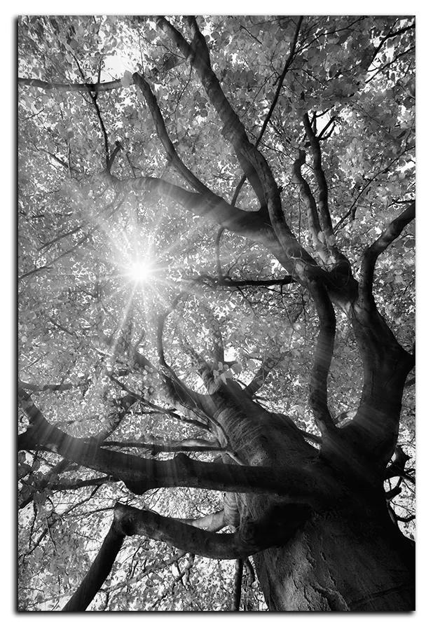Obraz na plátně - Slunce přes větve stromu - obdélník 7240QA (75x50 cm)