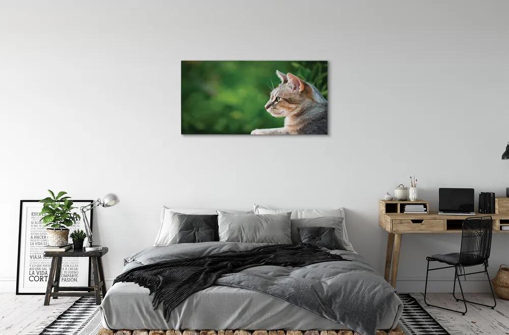 Obrazy na plátně vypadající kočka 100x50 cm