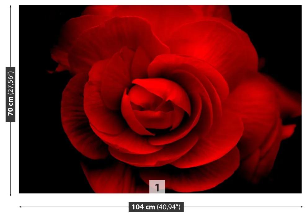 Fototapeta Červená růže