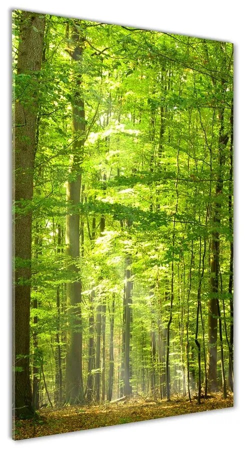 Wallmuralia Foto obraz akrylový na stěnu Bukový les 60x120 cm