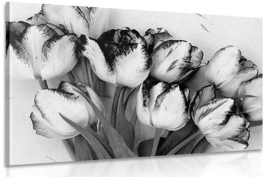 Obraz jarní tulipány v černobílém provedení Varianta: 120x80