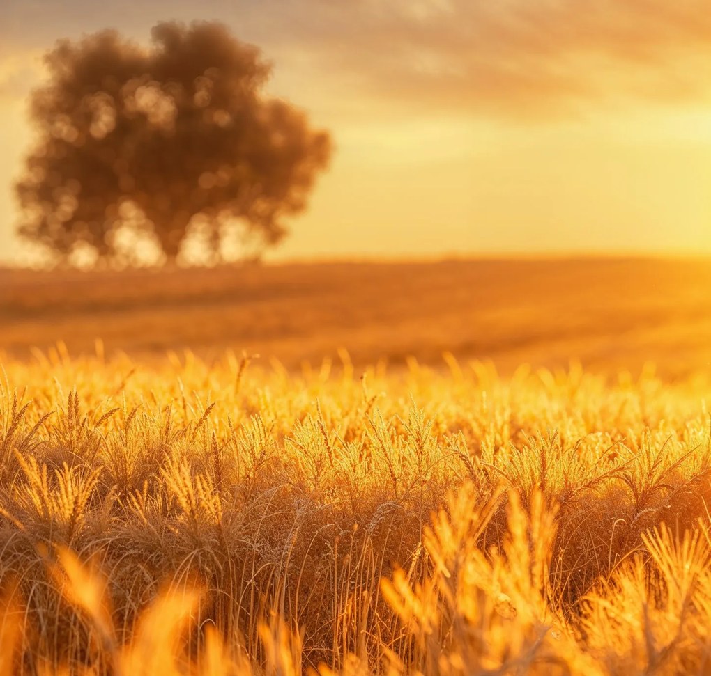 Obraz na plátně - Obilí zlátne a slunko zapadá FeelHappy.cz Velikost obrazu (šířka x výška): 210 x 140 cm