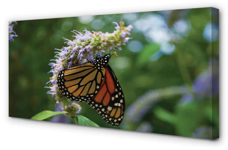 Obrazy na plátně Květ barevný motýl 120x60 cm