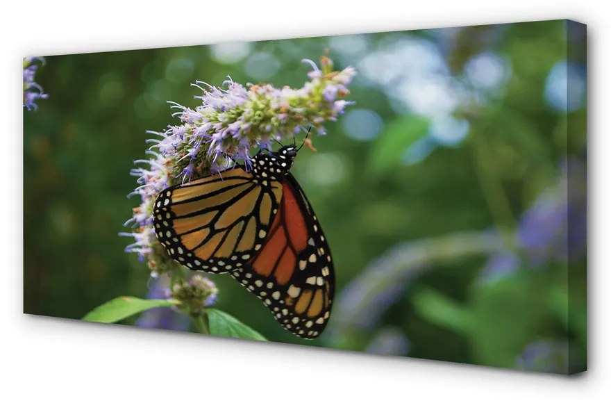 Obrazy na plátně Květ barevný motýl 140x70 cm