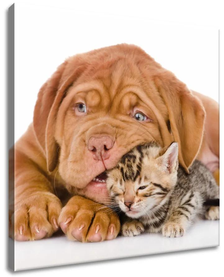 Gario Obraz na plátně Jako kočka a pes Velikost: 50 x 50 cm | BIANO