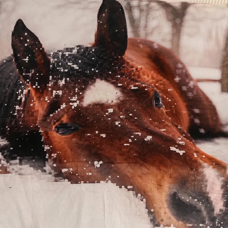 Beránková deka KŮŇ 150 x 200 cm
