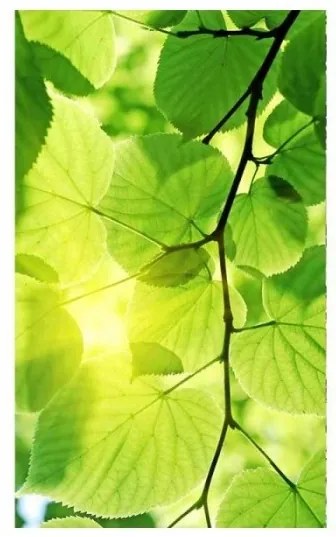 DIMEX | Vliesová fototapeta na zeď Zelené listy MS-2-0107  | 150 x 250 cm | zelená