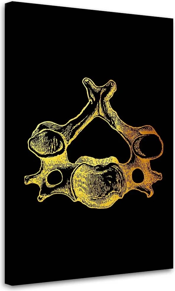 Obraz na plátně, Anatomie člověka 40x60