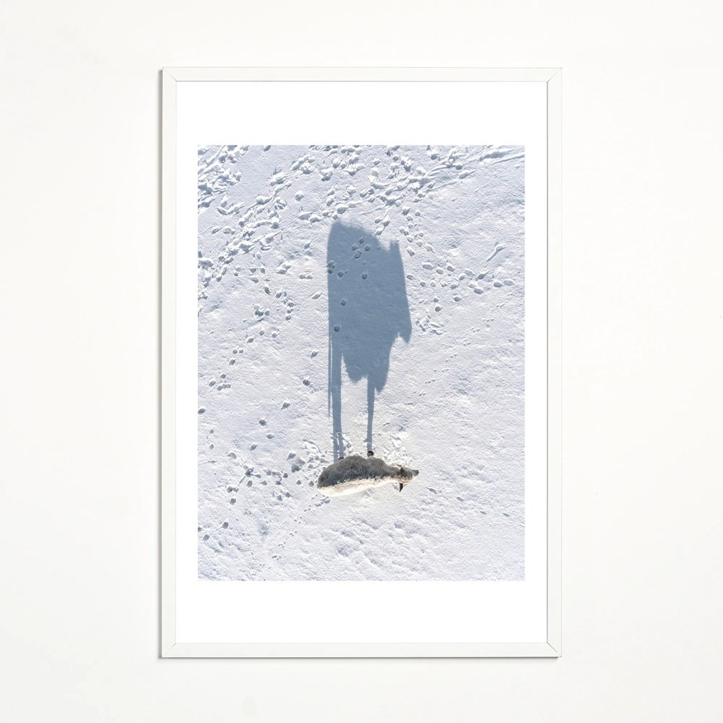 Tomáš Neuwirth | Stín ovce Rám: Černý, Velikost: 70 x 100 cm