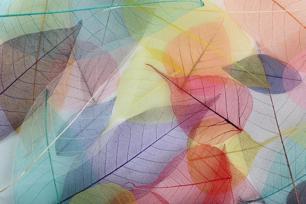 Tapeta žilky na barevných listech - 225x150 cm