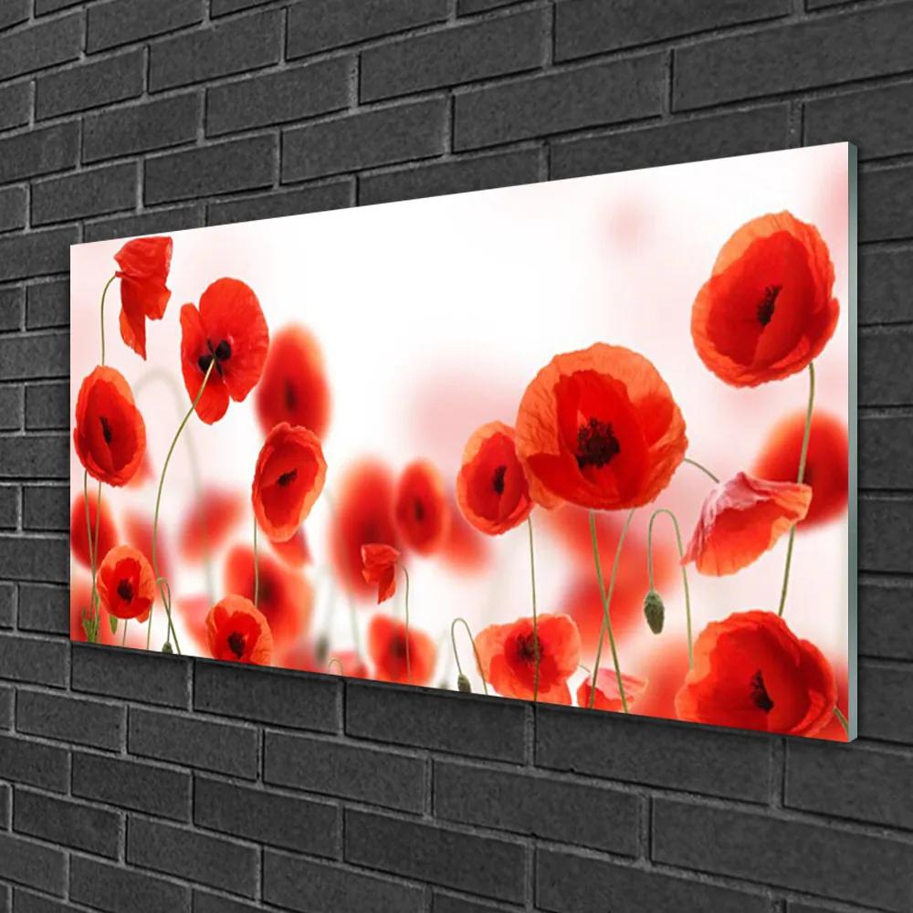 Obraz na skle Máky Rostlina Příroda 125x50 cm