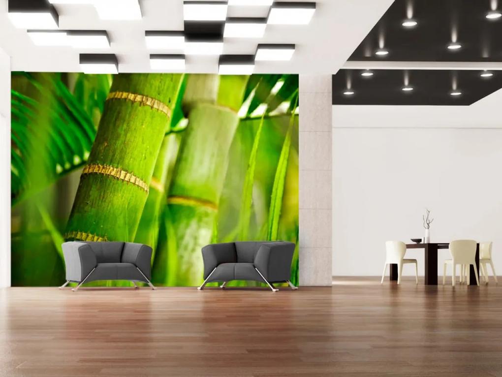 * Tapeta bambus - detail (350x270 cm) - Murando DeLuxe