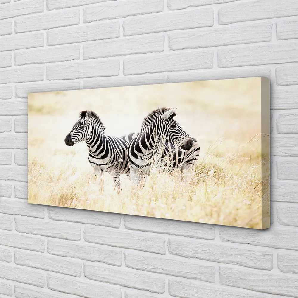 Obrazy na plátně zebra box 125x50 cm