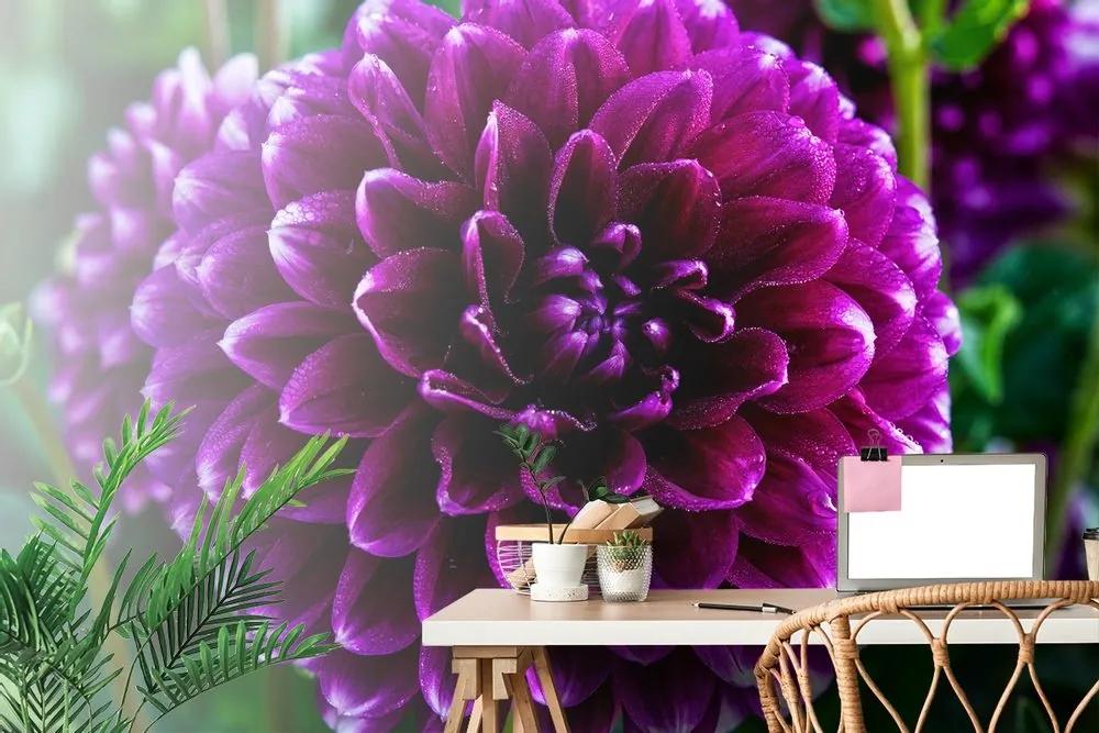 Tapeta překrásný fialový květ - 375x250 cm