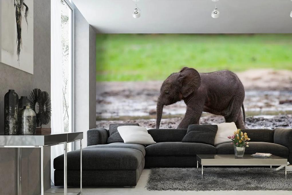 DIMEX | Samolepicí vliesová fototapeta na zeď Malinké sloní mládě MA-5-0498 | 375 x 250 cm | zelená, béžová, hnědá, šedá