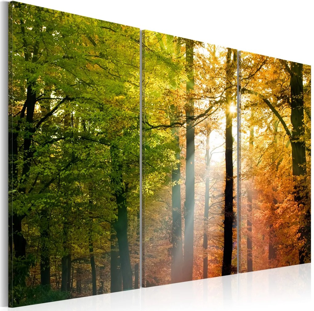 Obraz - Podzimní les - 60x40