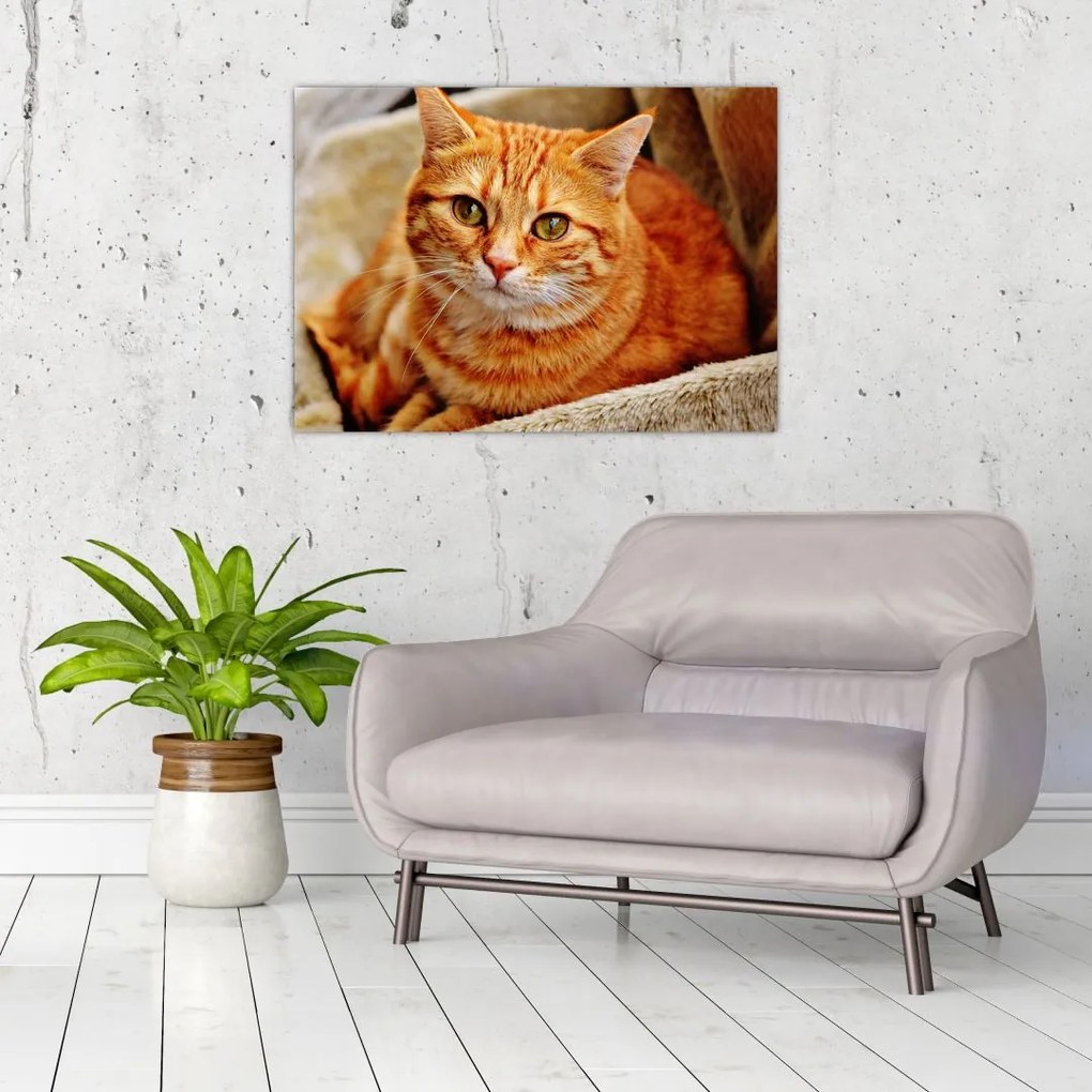 Skleněný obraz ležící kočky (70x50 cm)