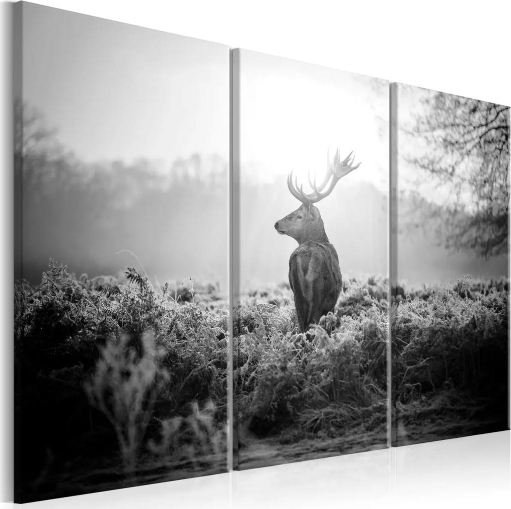 Třídílný obraz - černobílý jelen (90x60 cm) - Murando DeLuxe