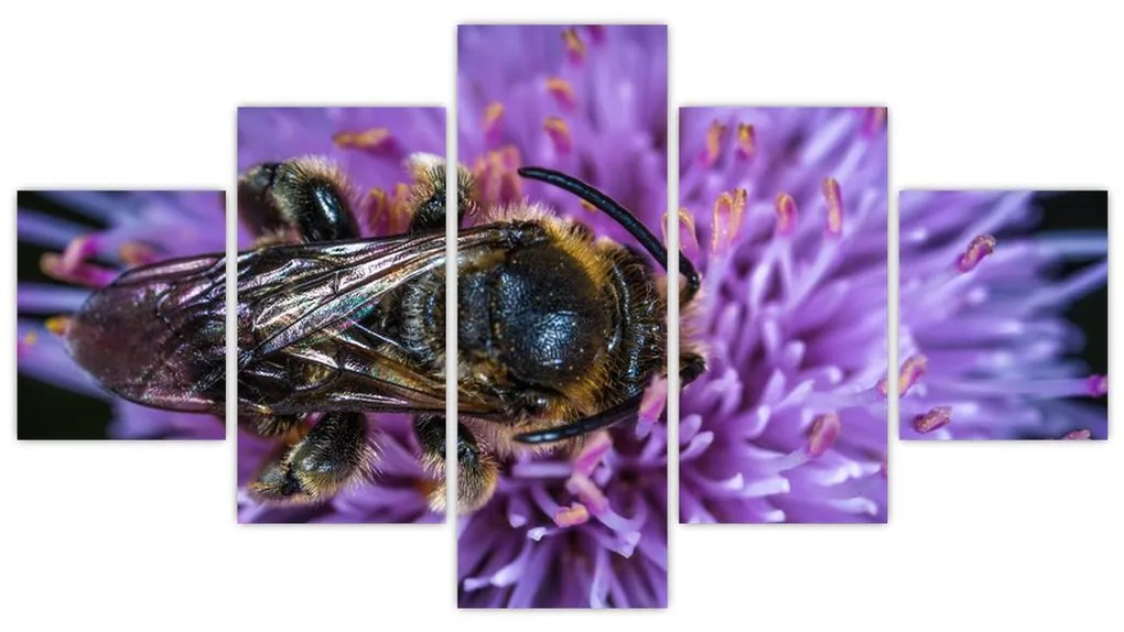 Obraz včely na květině (125x70 cm)