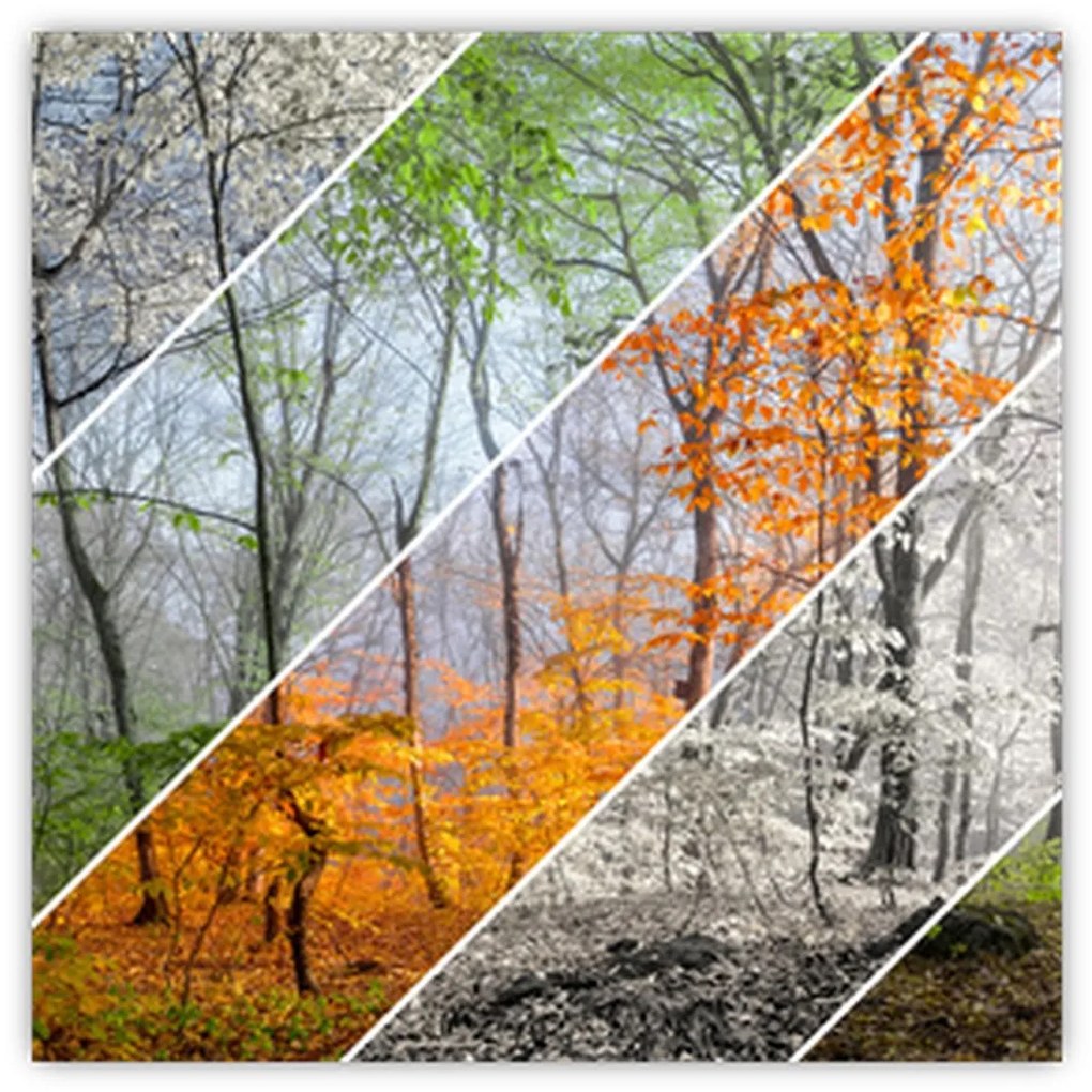 Obraz - Střídání ročních období (30x30 cm)
