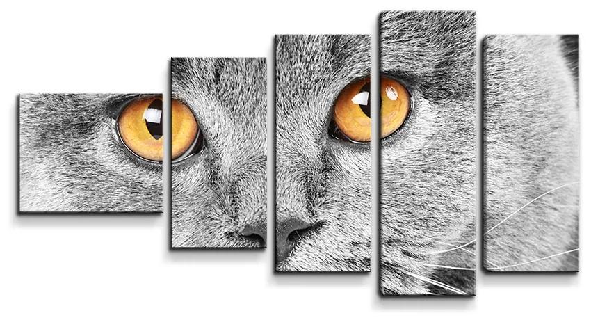 Sablio Obraz - 5-dílný Kočičí pohled - 100x60 cm