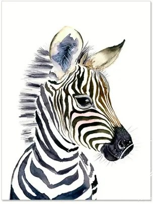 Obraz s motivem malovaná zvířecí mláďata Motiv: TX2074 zebra II., Rozměry (cm): 60x90 cm