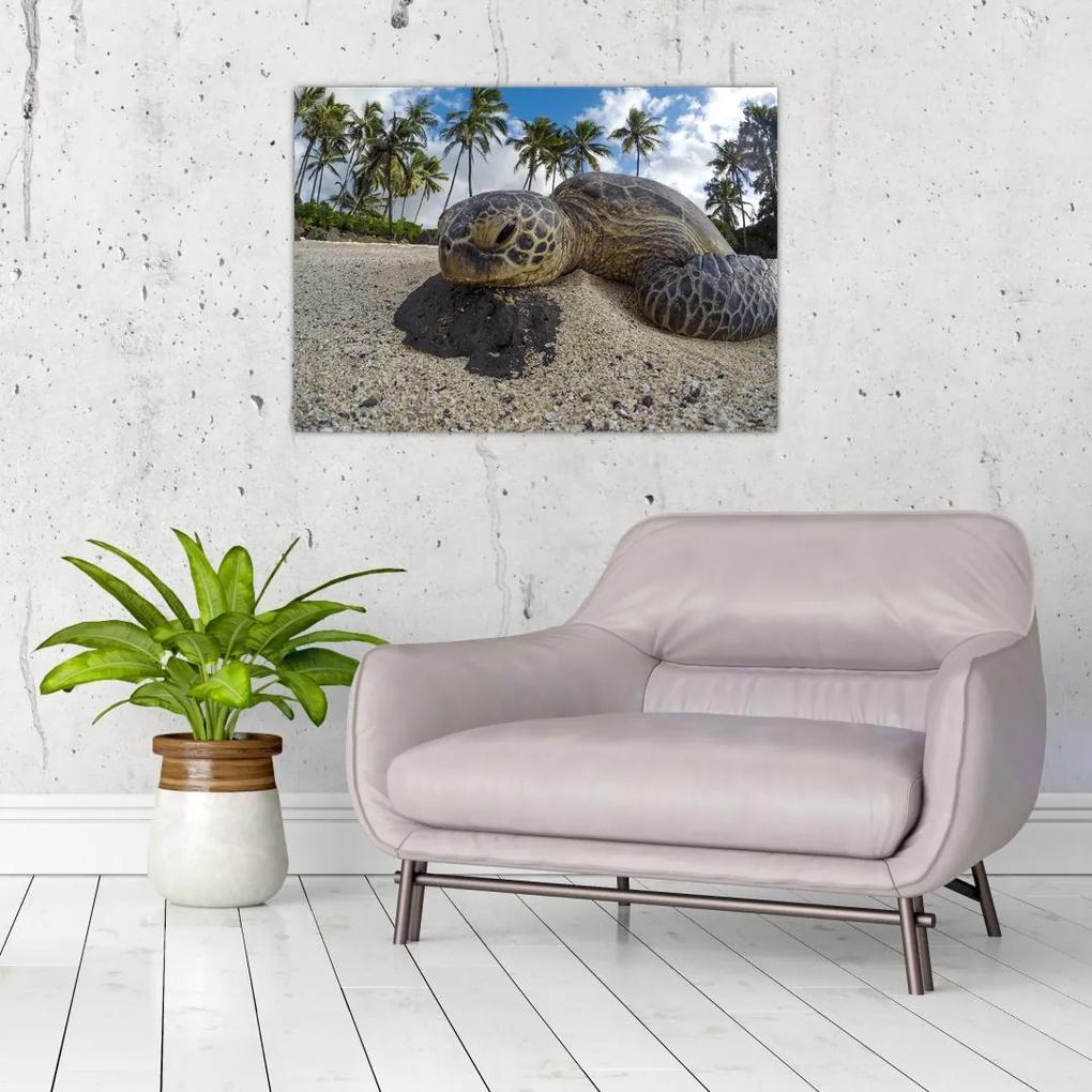 Skleněný obraz želvy (70x50 cm)